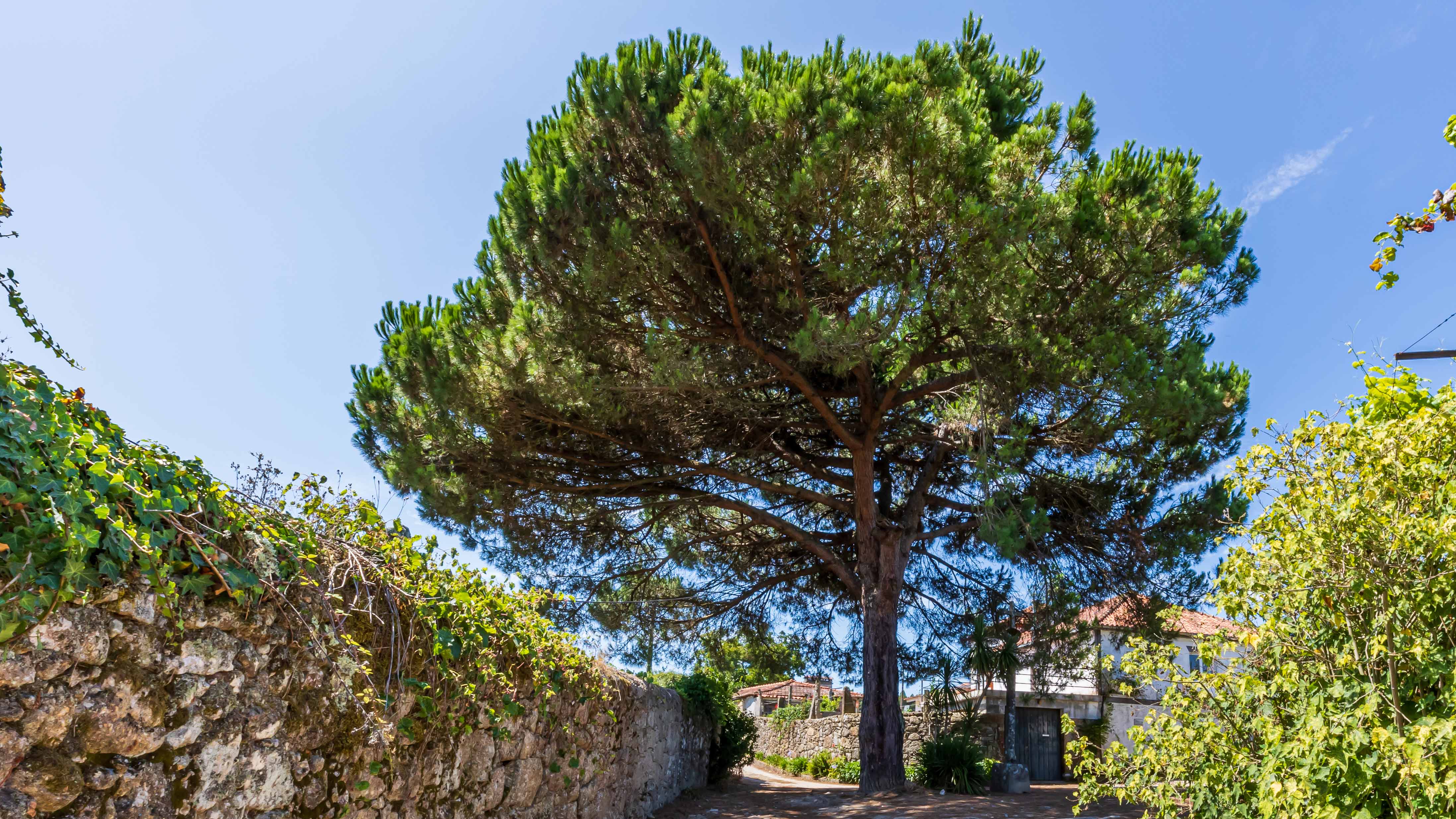 Pinheiro-manso das Boticas – Azenha das Pesqueiras